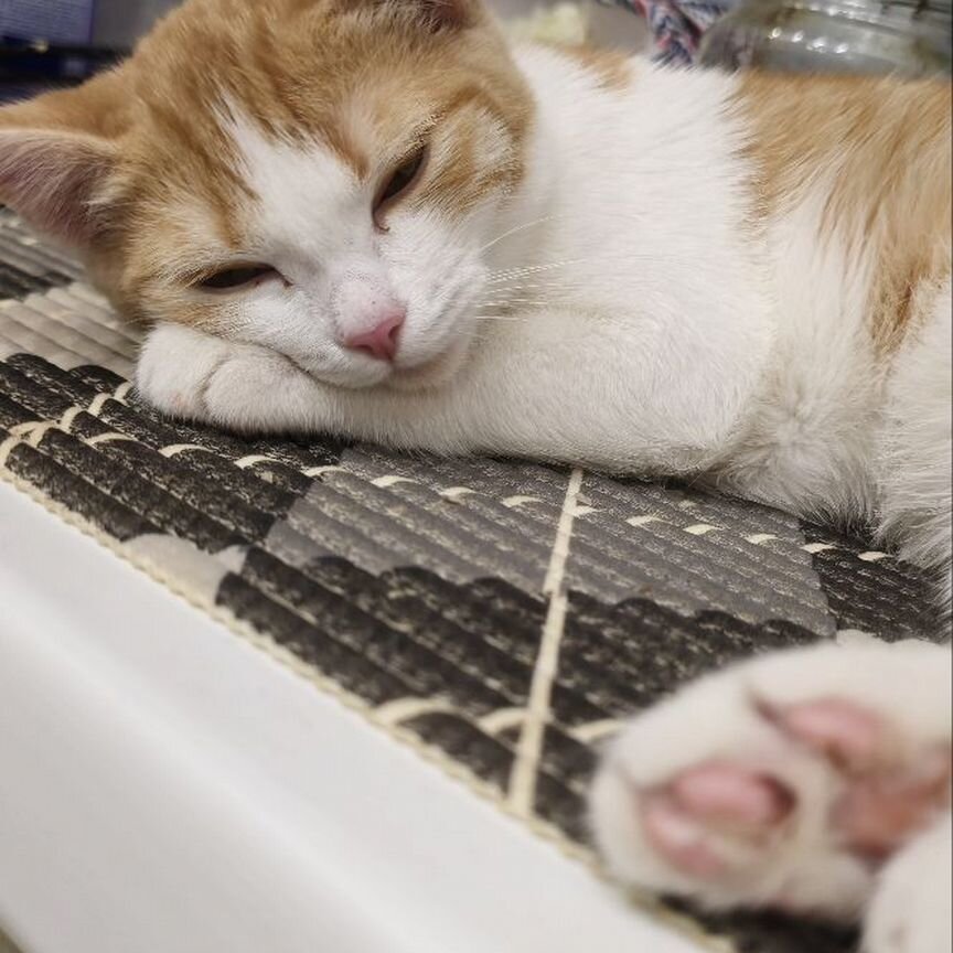 Котёнок полгода