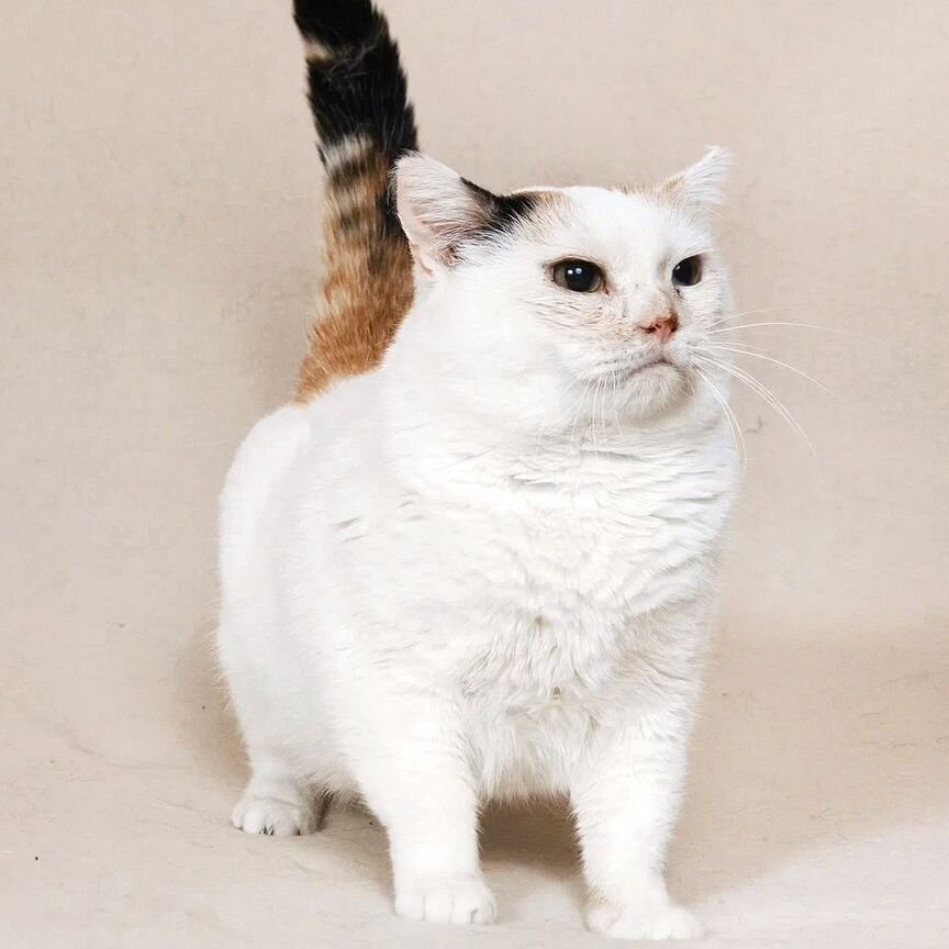 Кошечка 1,5 годика