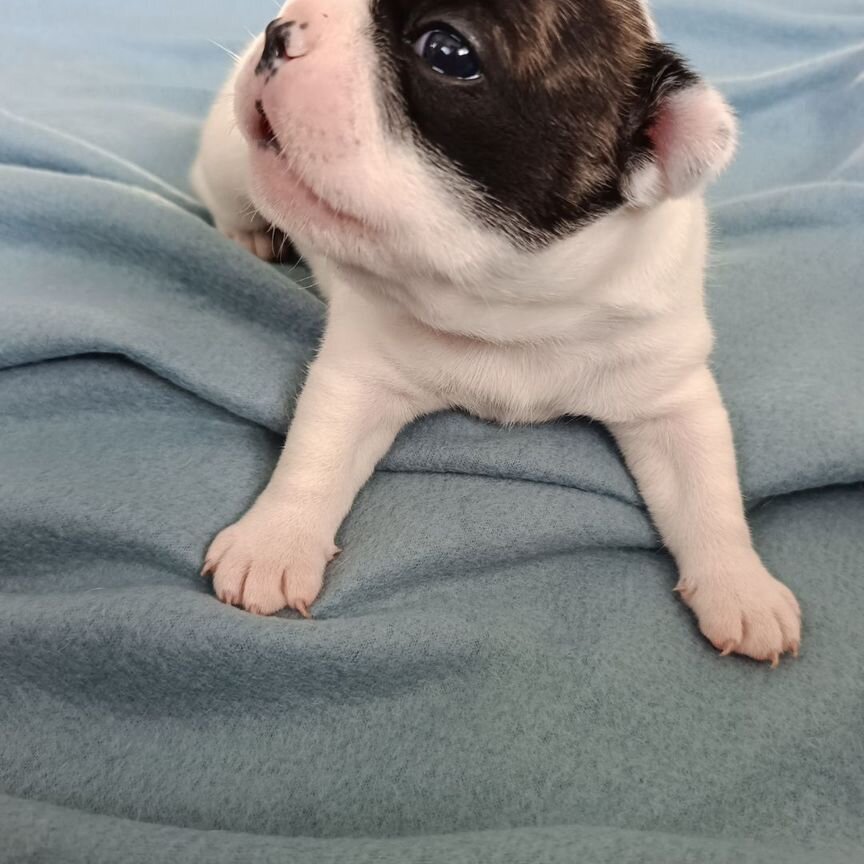 Французский бульдог щенки