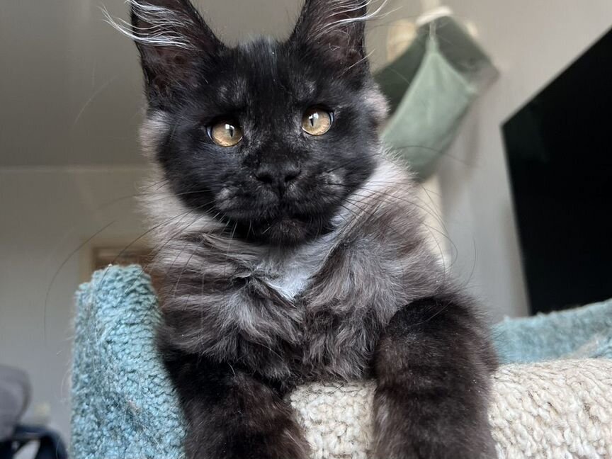 Котенок мейнкун