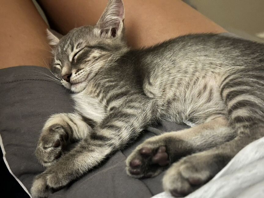 Котенок, девочка