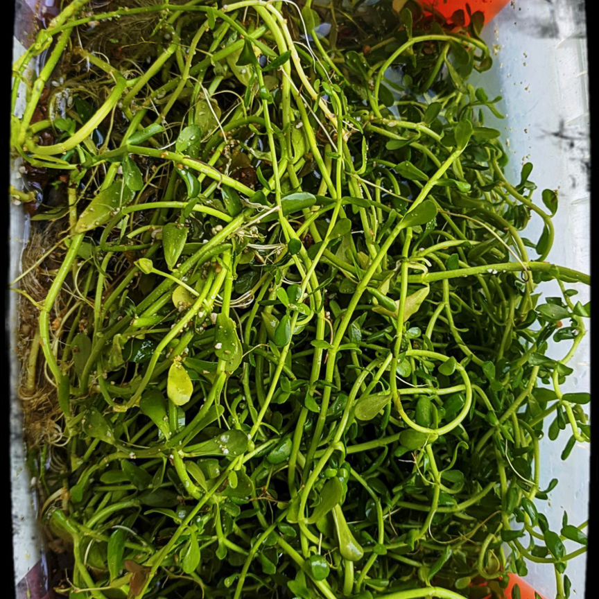 Бакопа Монье