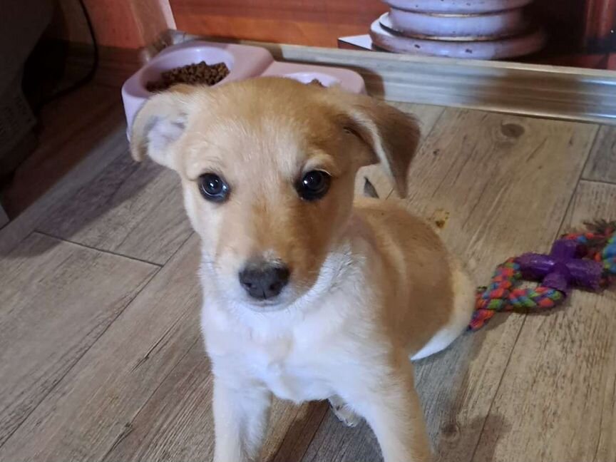 Милые щенульки