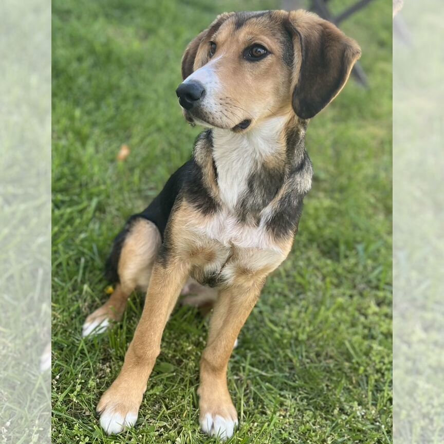 Щенок в добрые руки