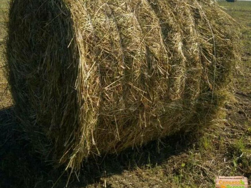 Сено в тюках