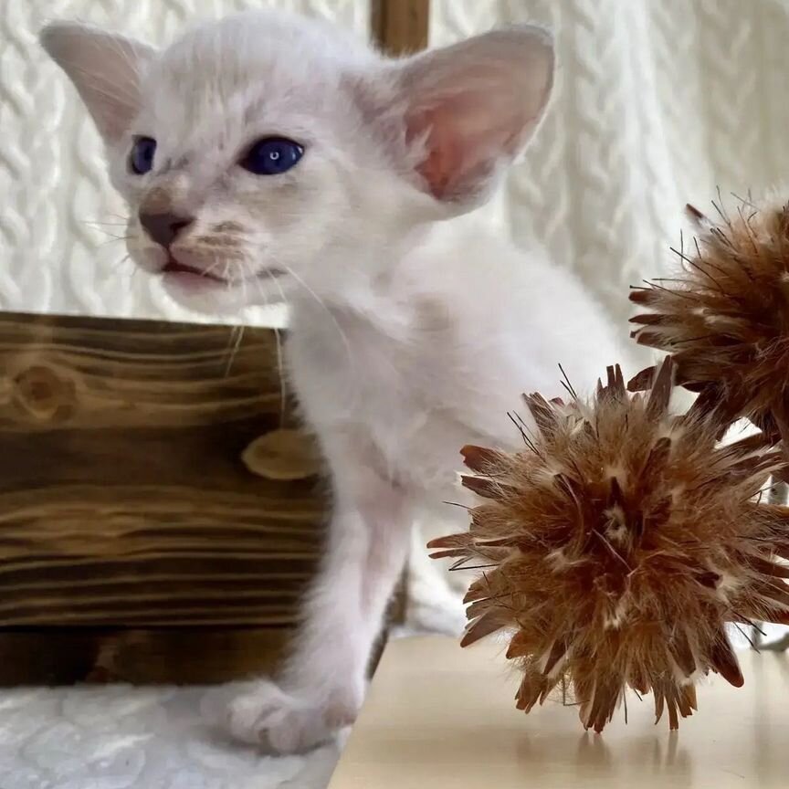 Ориентальный котёнок
