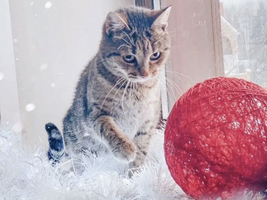 Кошечка Анна в добрые руки