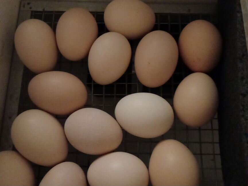 Ия, цыплятки кученской юбилейной