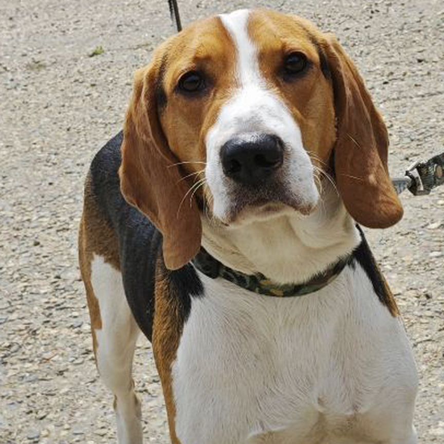 Эстонская гончая выжлец