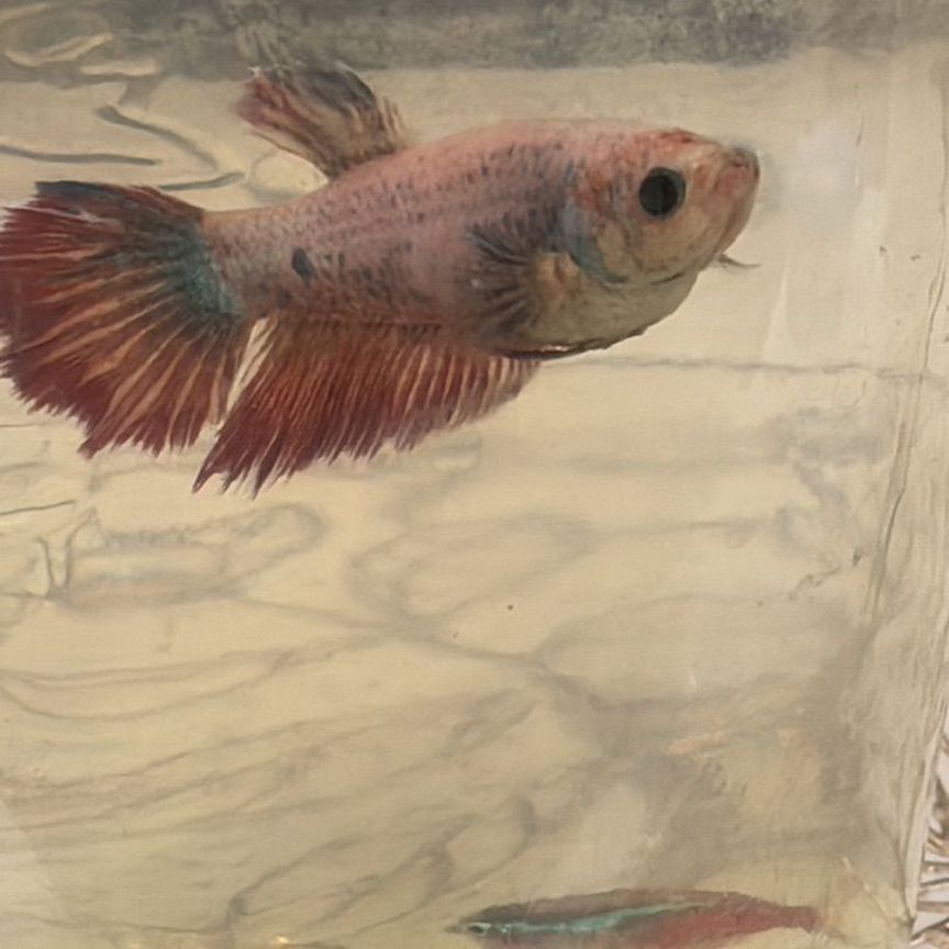 Рыба "Курочка"