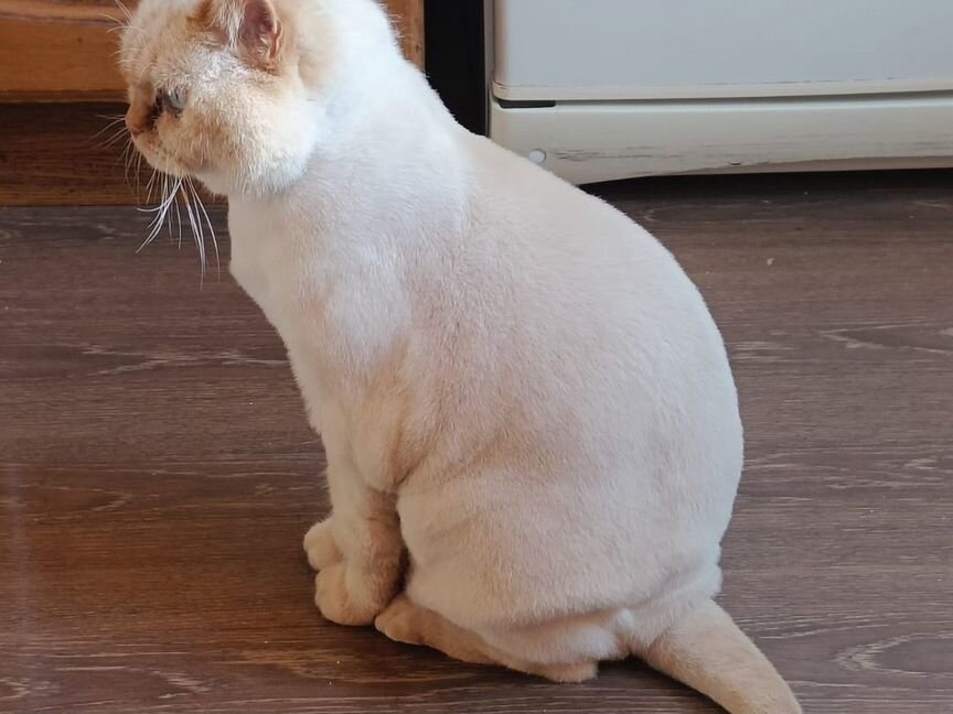 Отдам кота шотландца в добрые руки