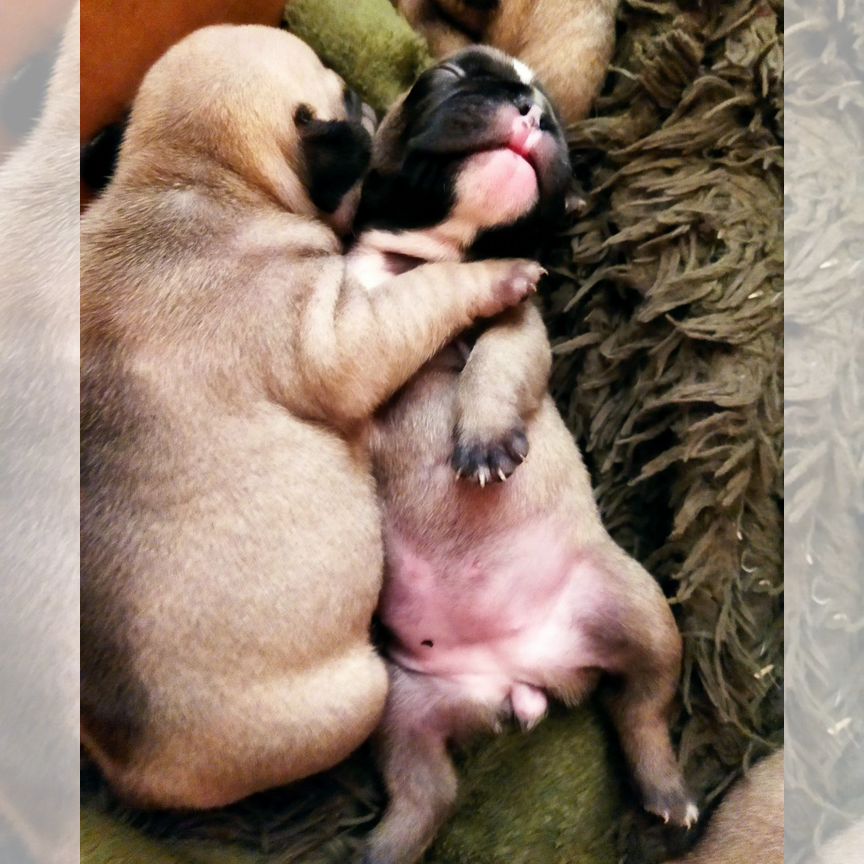 Щенки французского бульдога