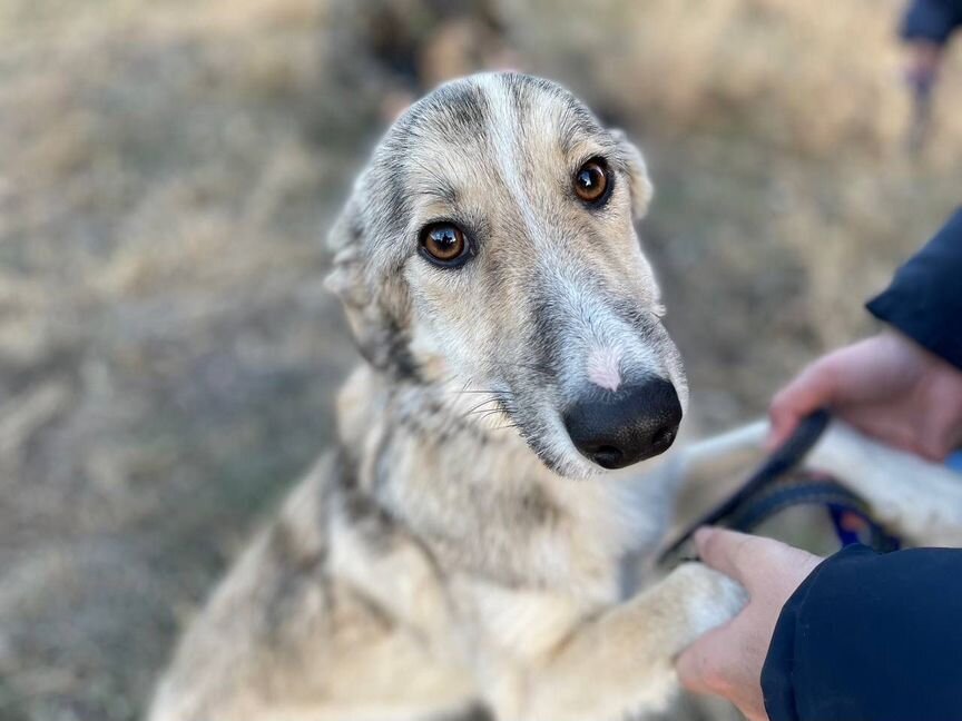 Собака в добрые руки