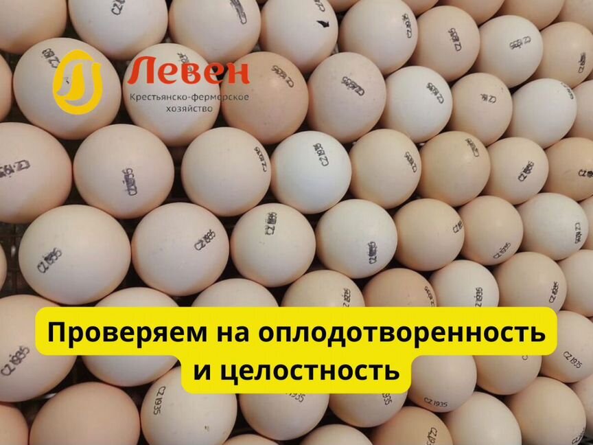 Импортное инкубационное яйцо кобб 500 росс 308