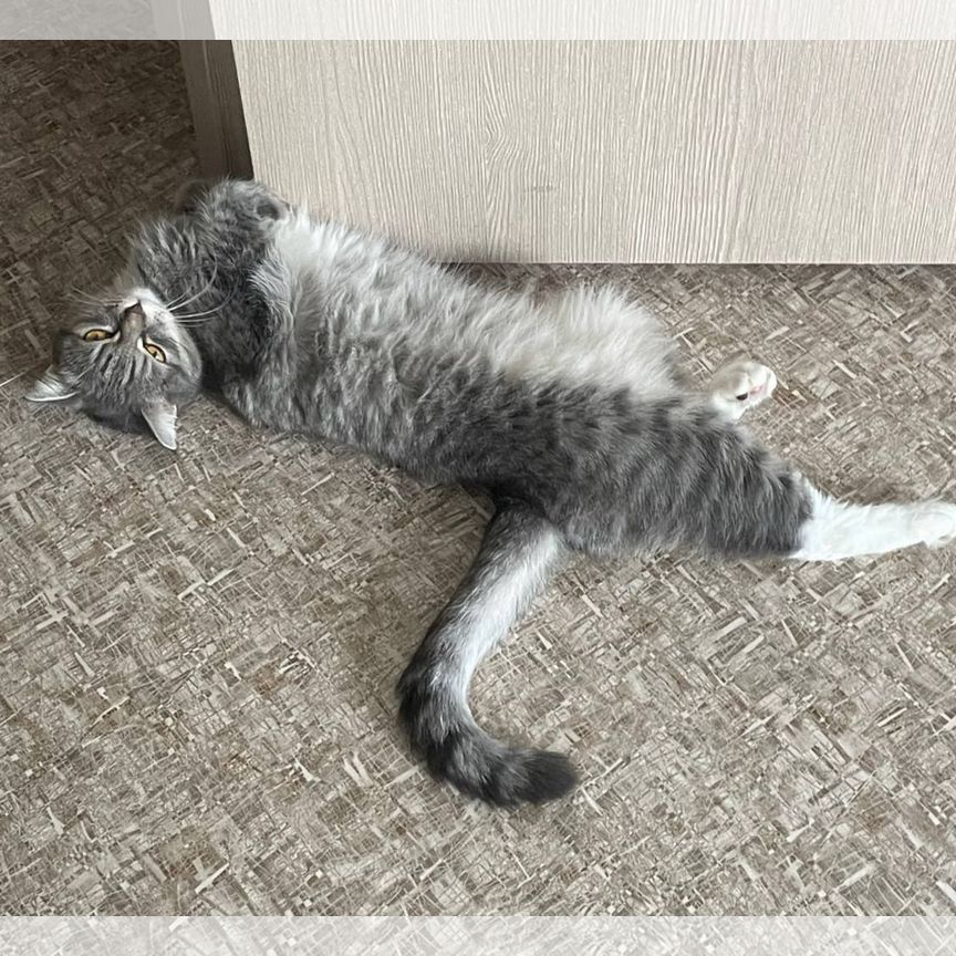 Кошка в дар бесплатно