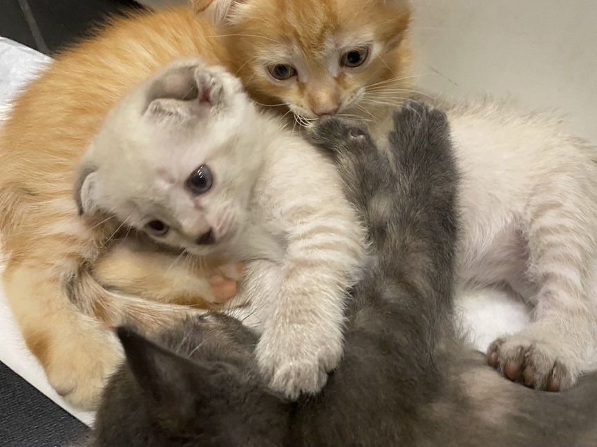 Кошка