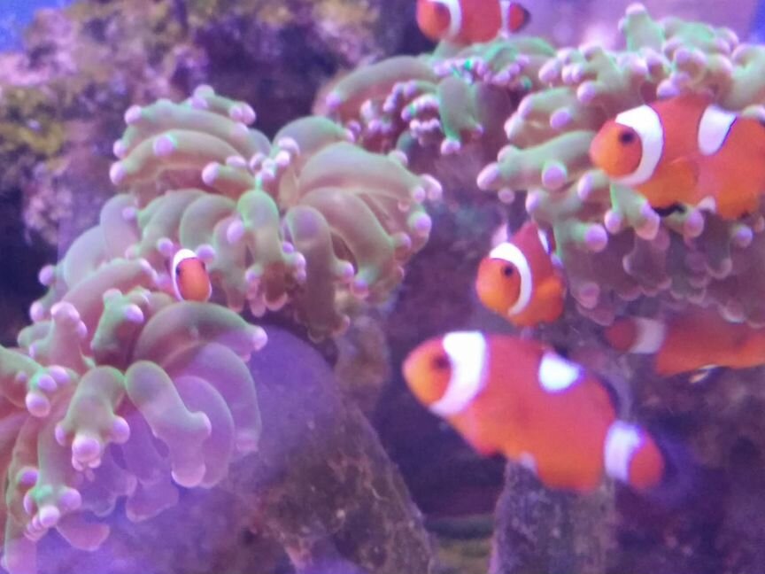 Продам клоунов Оцелярисов 2-2.5 см