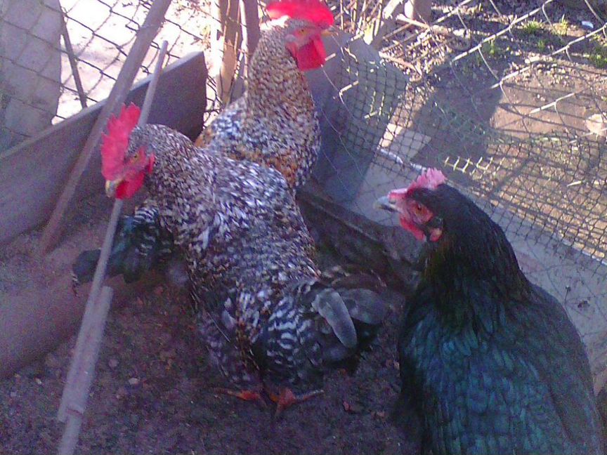 Молодые петушки