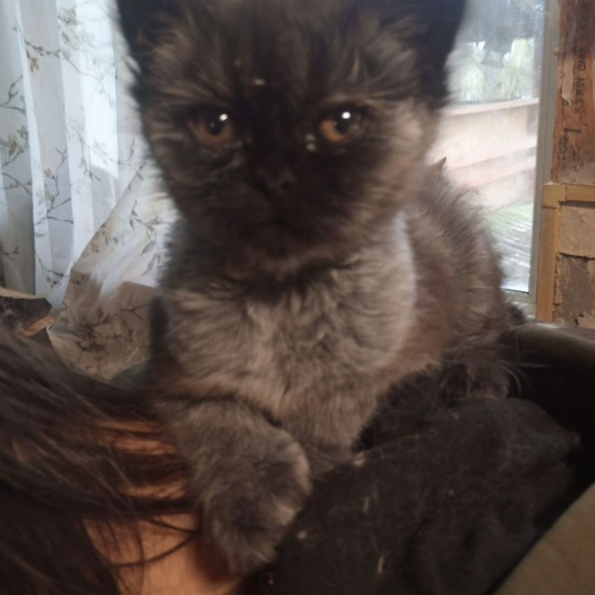 Персидский котёнок