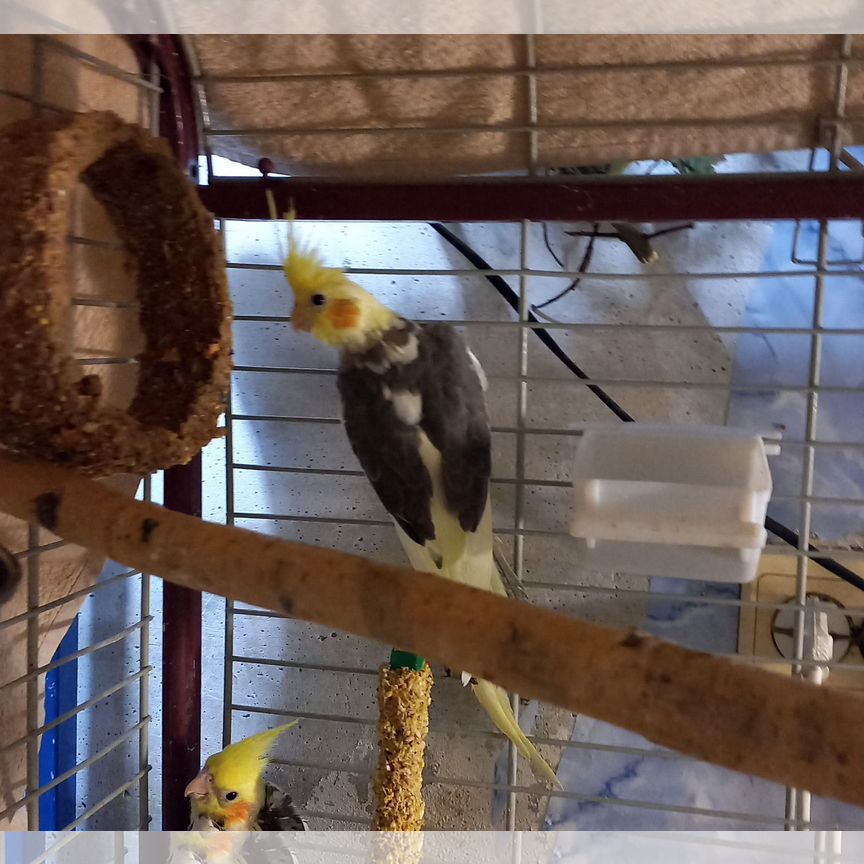 Попугай карелла птенцы