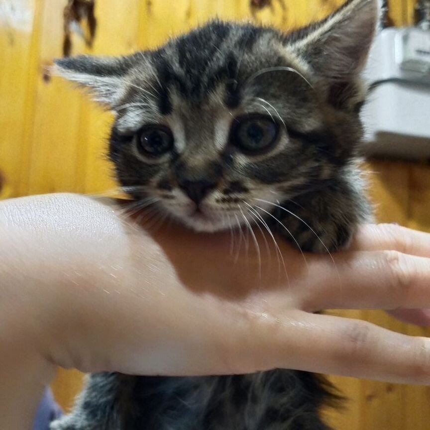 Котёнок в добрые руки