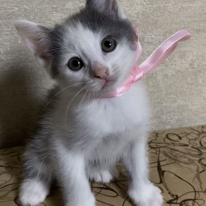 Котята в добрые руки бесплатно