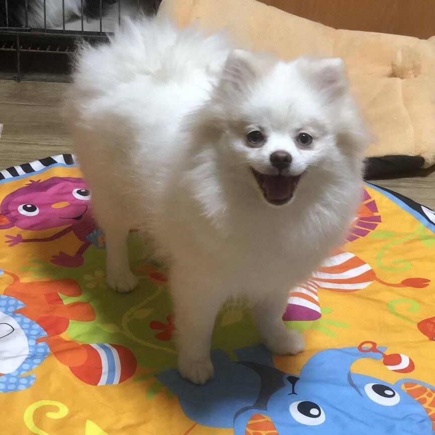 Шпиц голубоглазая белая девочка