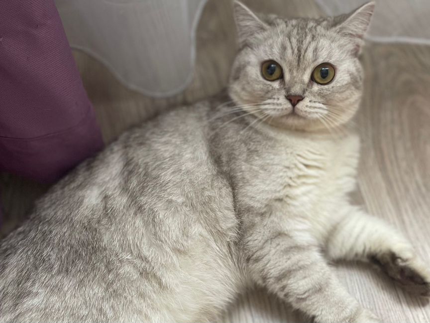 Шотландская прямоухая кошка