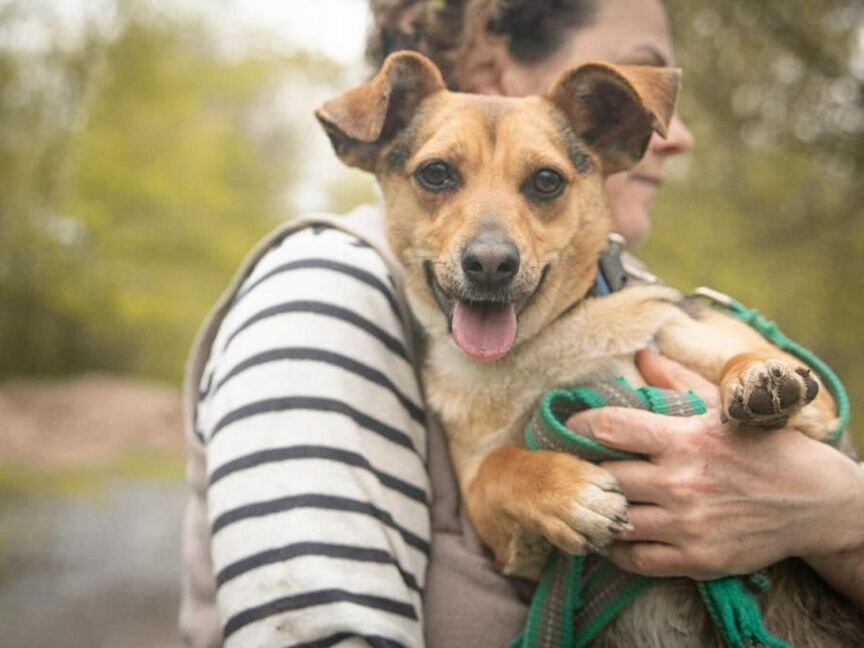 Собака в добрые руки маленькая