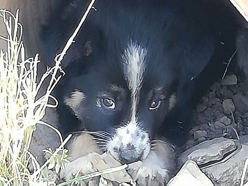 Щенок в добрые руки