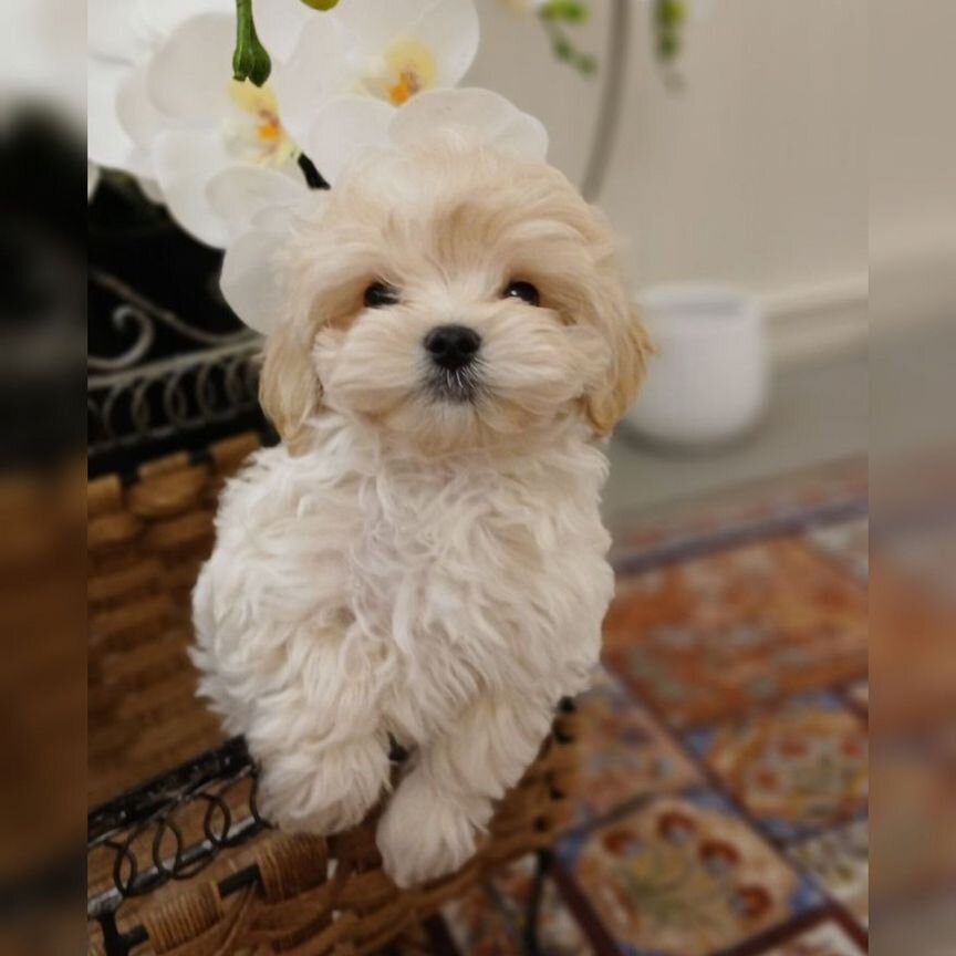 Мальтипу ф1 мини