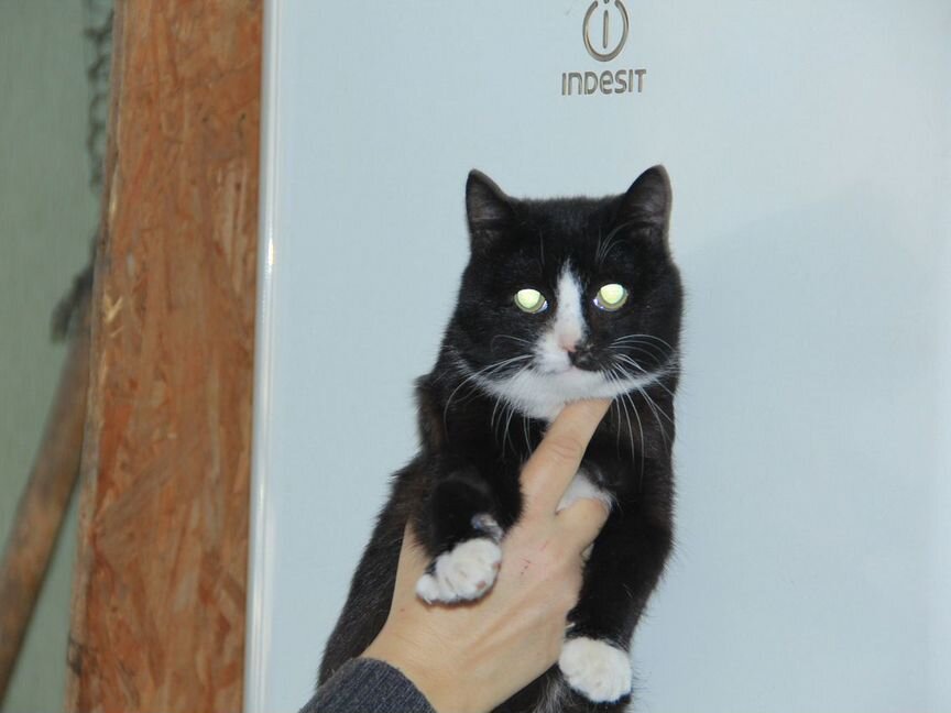 В добрые руки