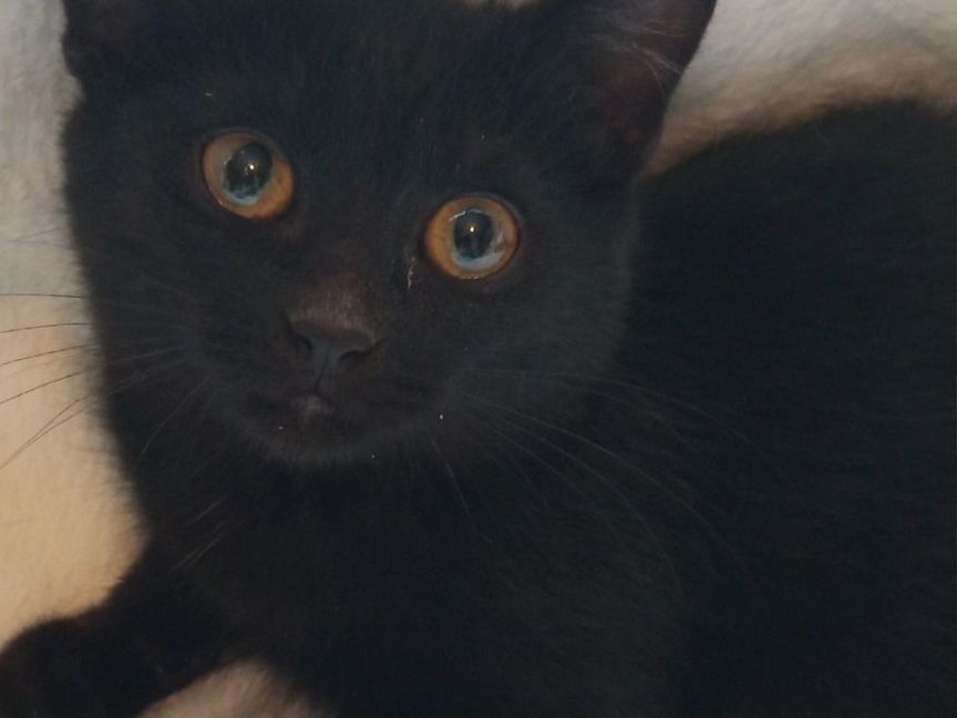 Черный котенок