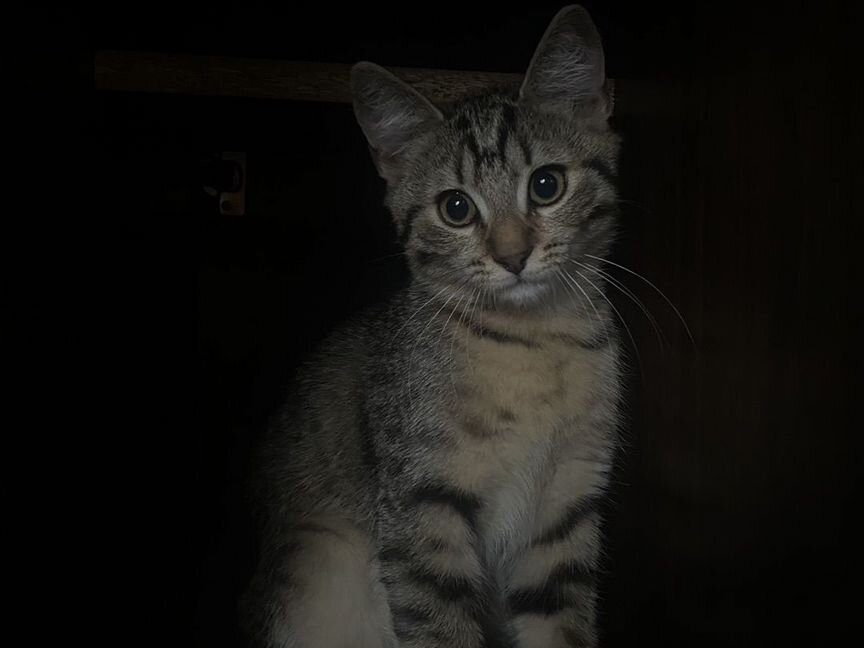 Котенок в добрые руки