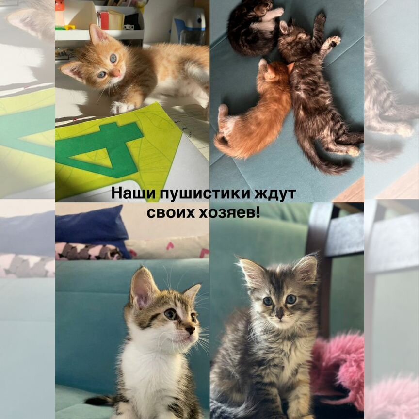 Мейн-кун котёнок