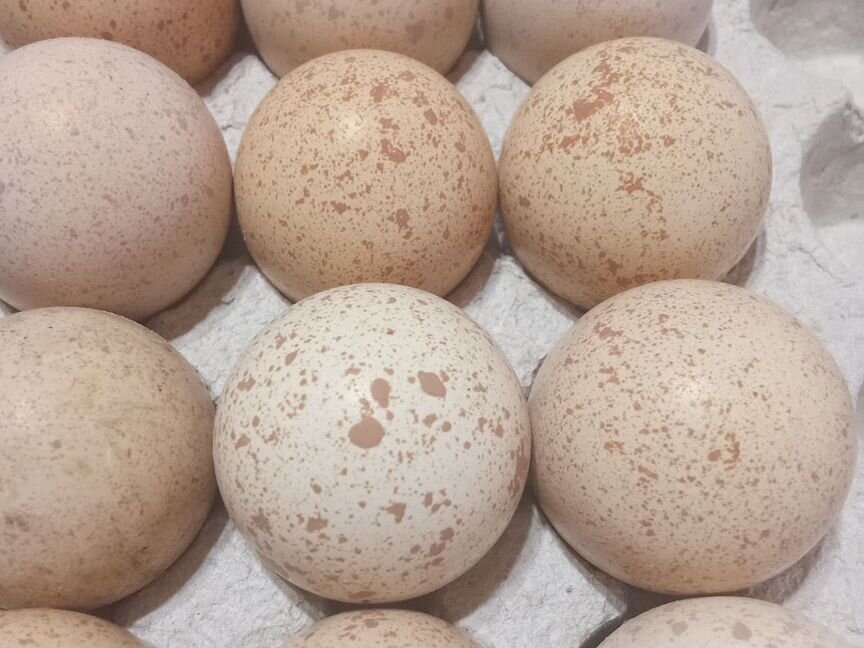 Инкубационное яйцо кеклика (каменной куропатки)