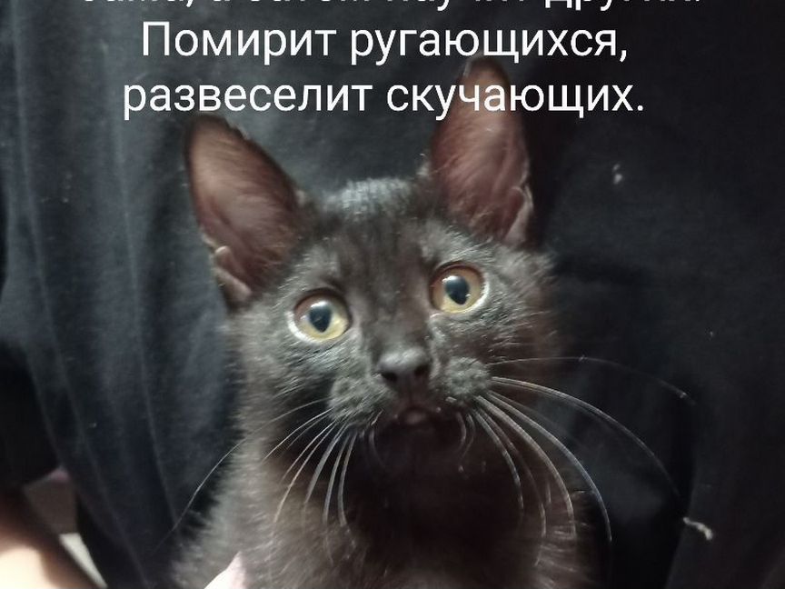 Кошка в дар бесплатно