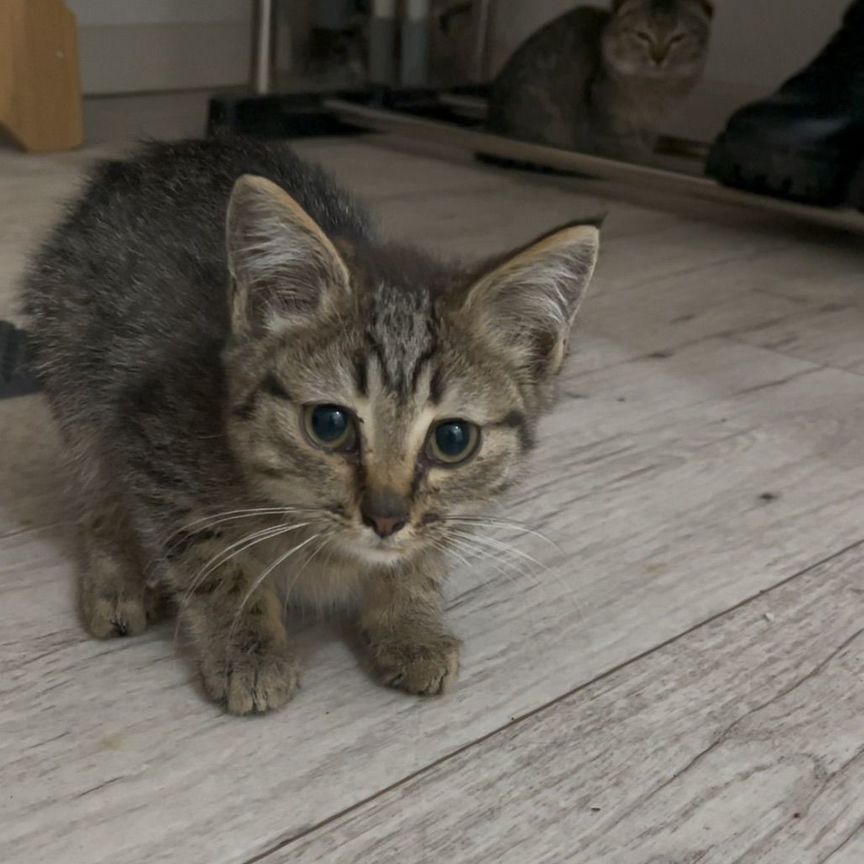 Котята