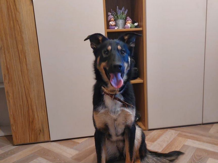 Французская овчарка