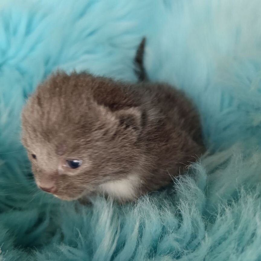 Котик лилово-голубой