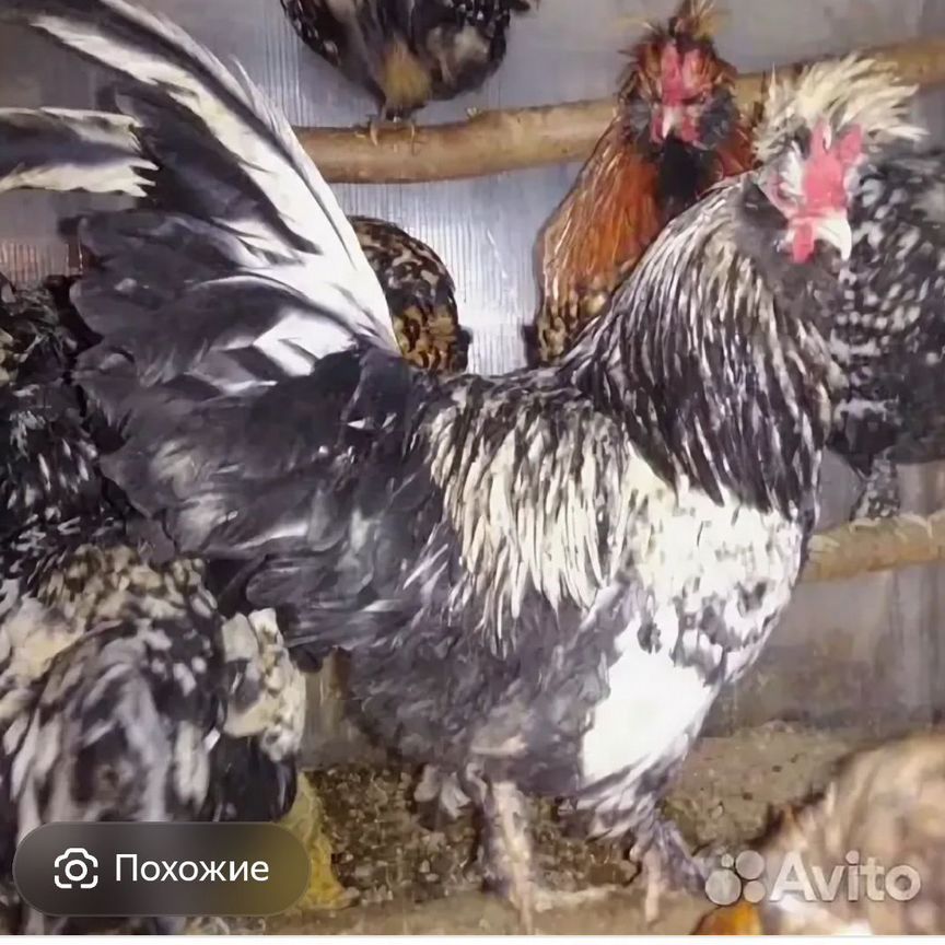 Семья павловское серебро