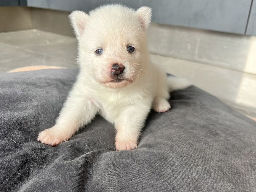 Белый голубоглазый мальчик Помски