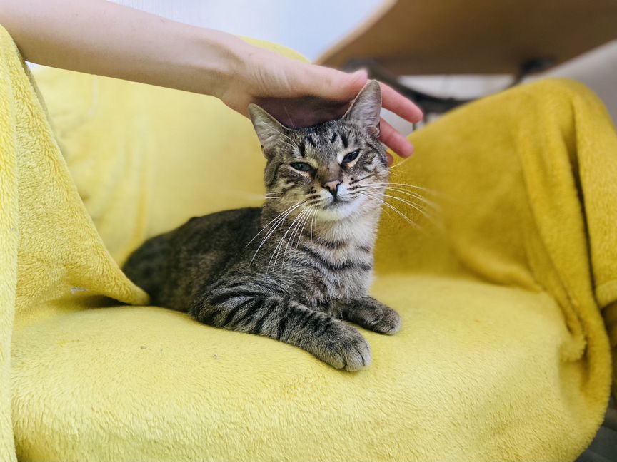 Кот в добрые руки