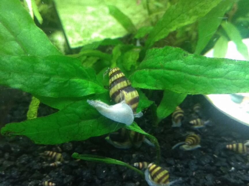 Улитка хелена