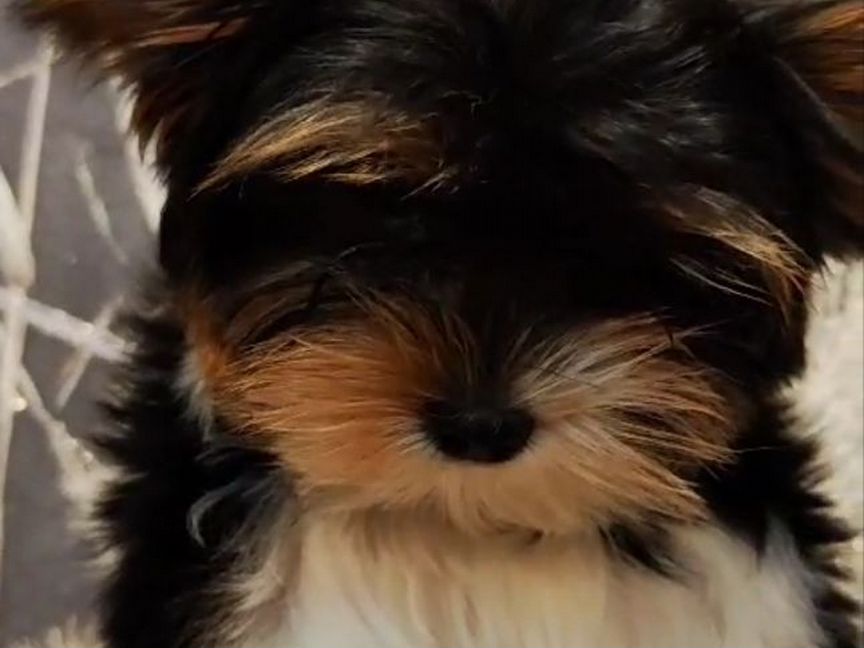 Бивер шикарная девочка