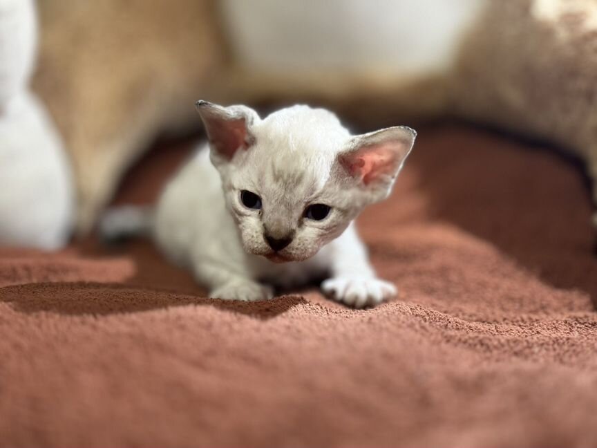 Котята девон-рекс