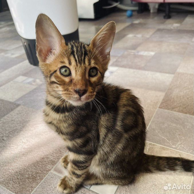 Бенгальские котята ben-24