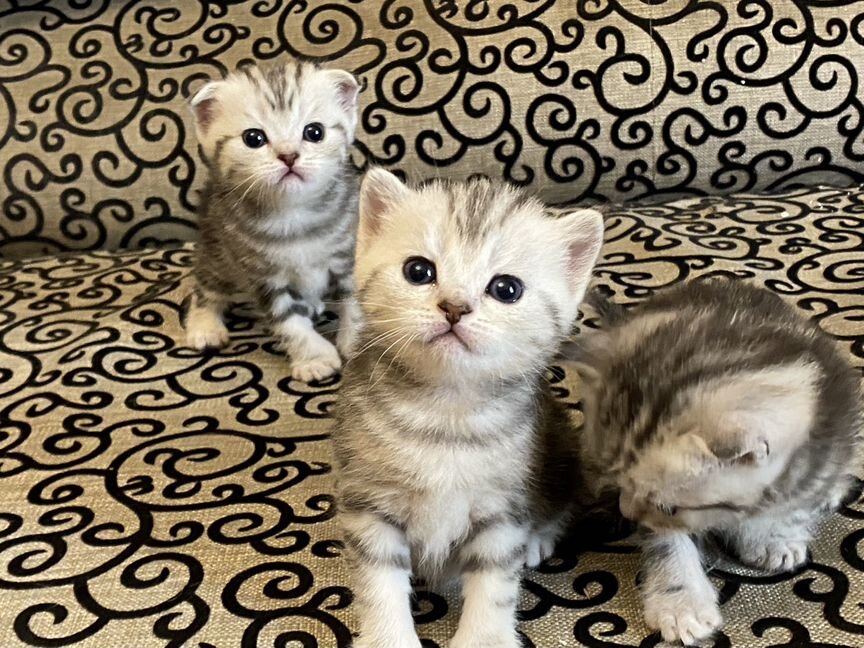 Шотландские мраморные котята