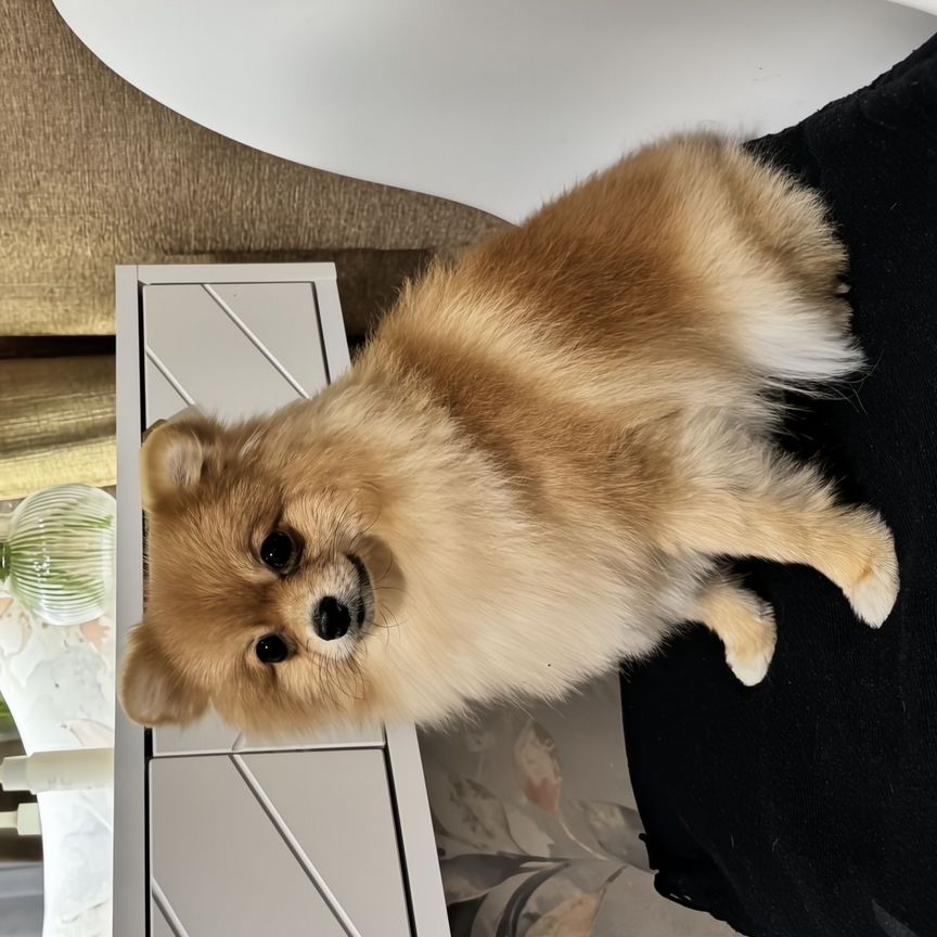 Померанский шпиц, вязка