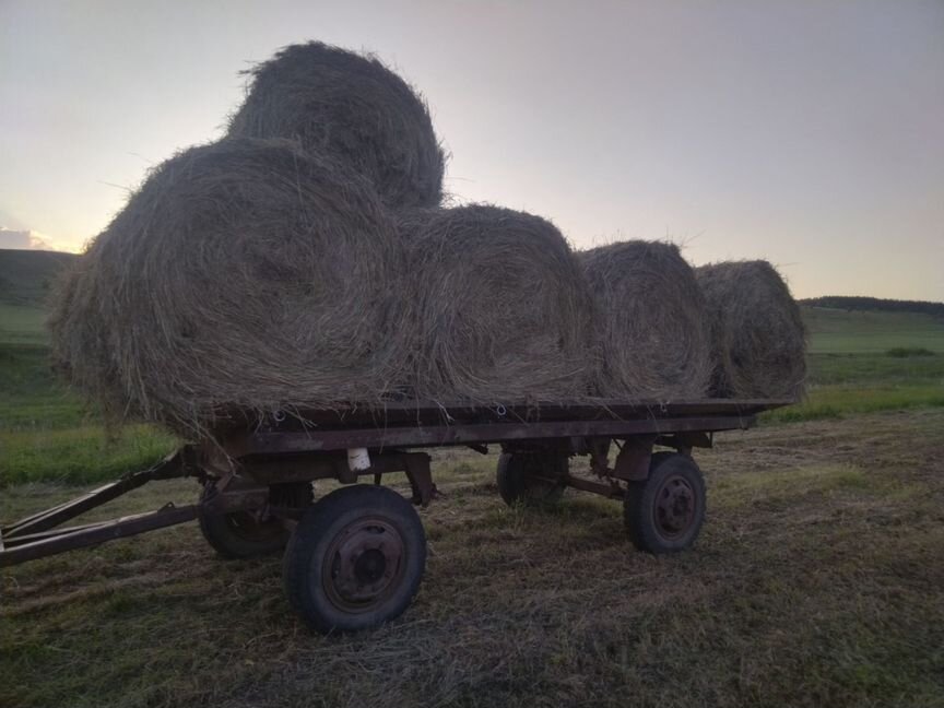 Продам сено в рулонах луговое в количестве 20 шт
